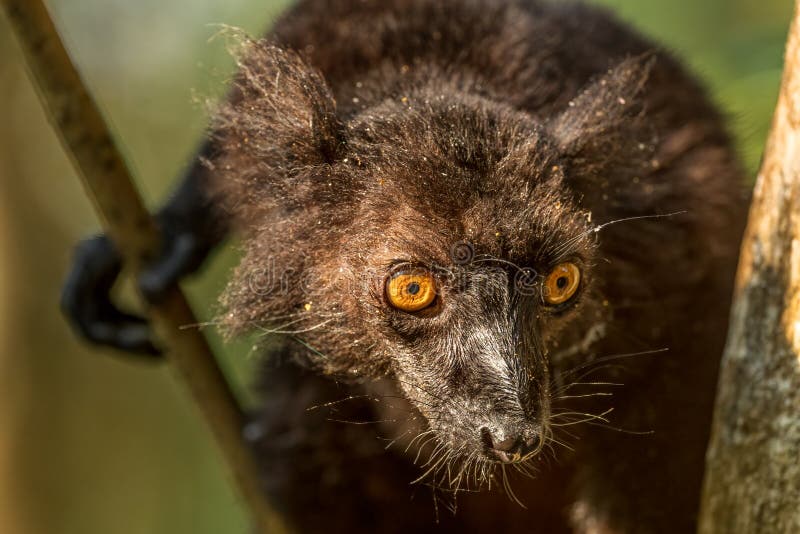 Black Lemur - Eulemur Macaco Stock Photo - Image of rain, lemurs: 266977200
