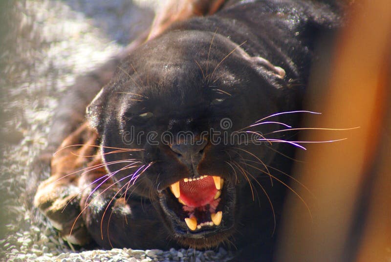Black Panther, Panthera Pardus, Adult Snarling, in Defensive Posture ...