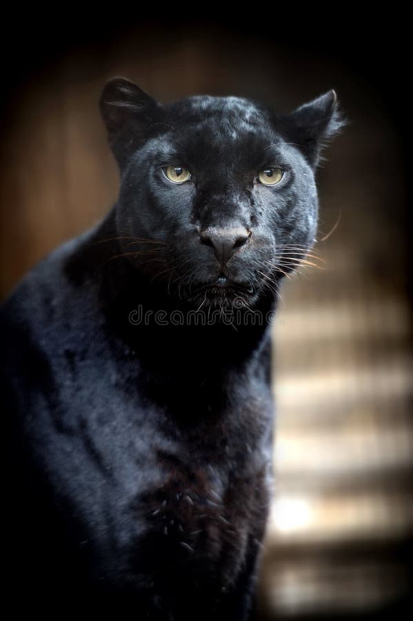 Black leopard stock image. Image of look, panther, jaguar - 26897405