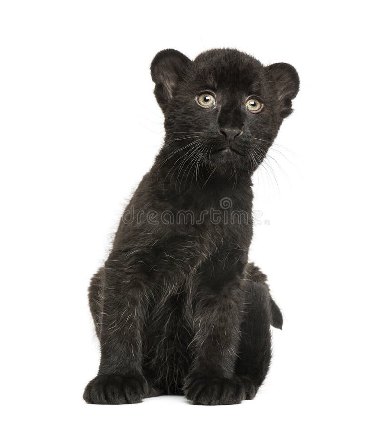 Black Leopard Cub Sitting 3 Weeks Old Stock Photos - Free & Royalty ...