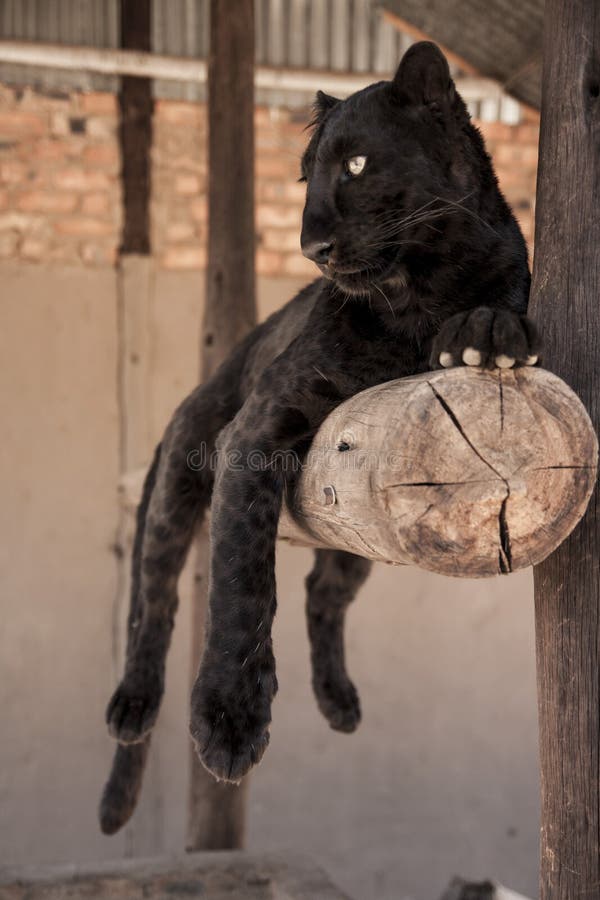 Black leopard stock photo. Image of black, natural, fluffy - 89370272