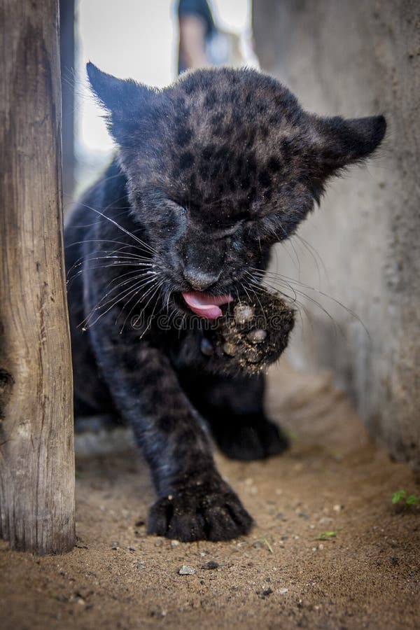 Black leopard stock image. Image of blackleopard, orange - 89370405