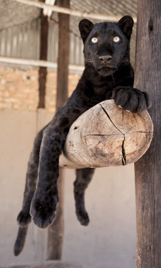 Black leopard stock photo. Image of nopeople, majestic - 89370584
