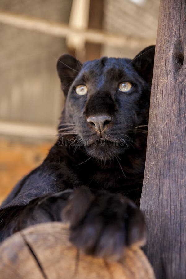 Black leopard stock photo. Image of adorable, fluffy - 89370196