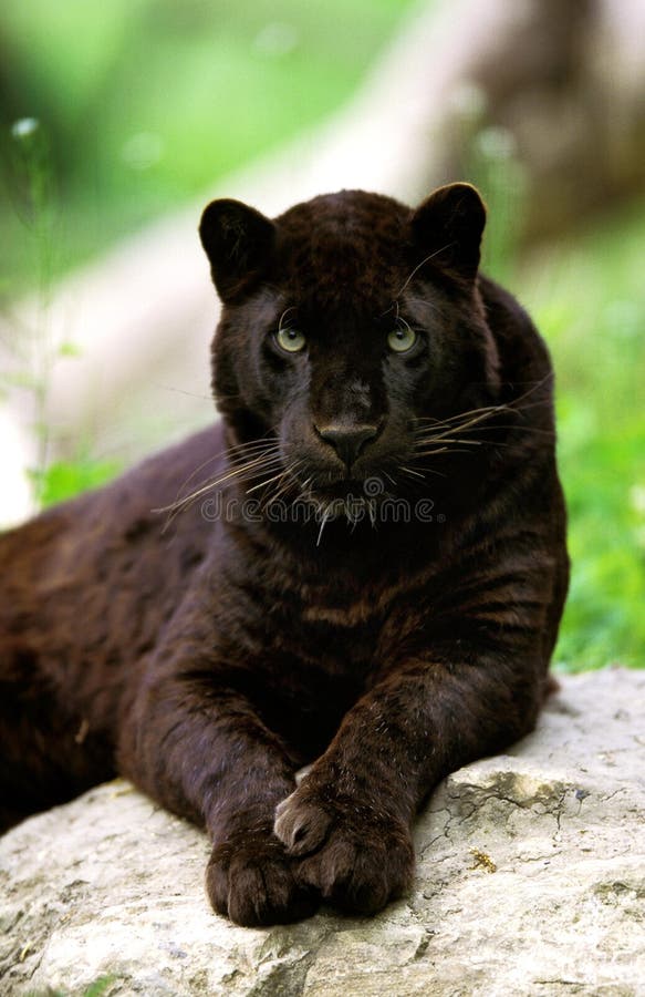 Black Leopard or Black Panther, Panthera Pardus, Adult Hunting ...