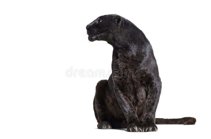Black Leopard, Sitting, Looking Away, Isolated on White Stock Image ...
