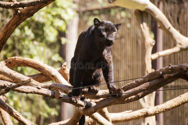 Black Leopard stock photo. Image of male, hunt, predator - 70346964