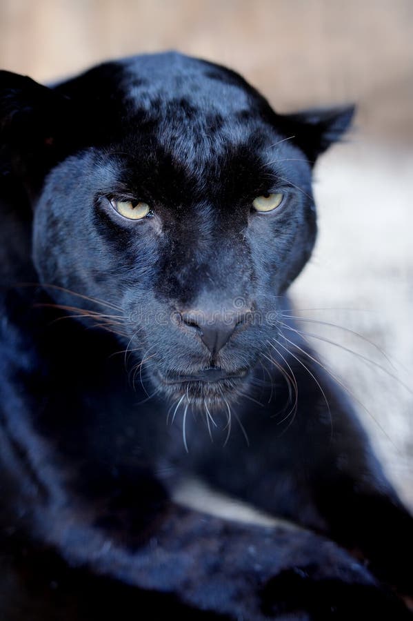 Black leopard stock image. Image of beasts, africa, beast - 52047347