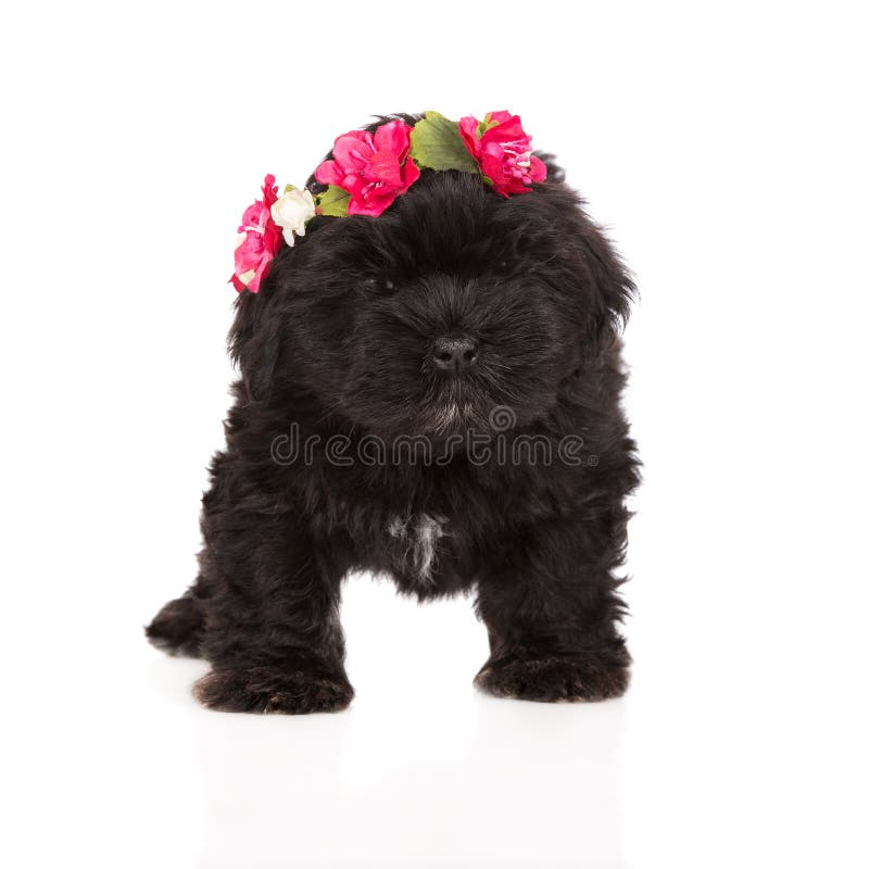 Black lhasa apso puppy stock photo. Image of adorable - 71621074
