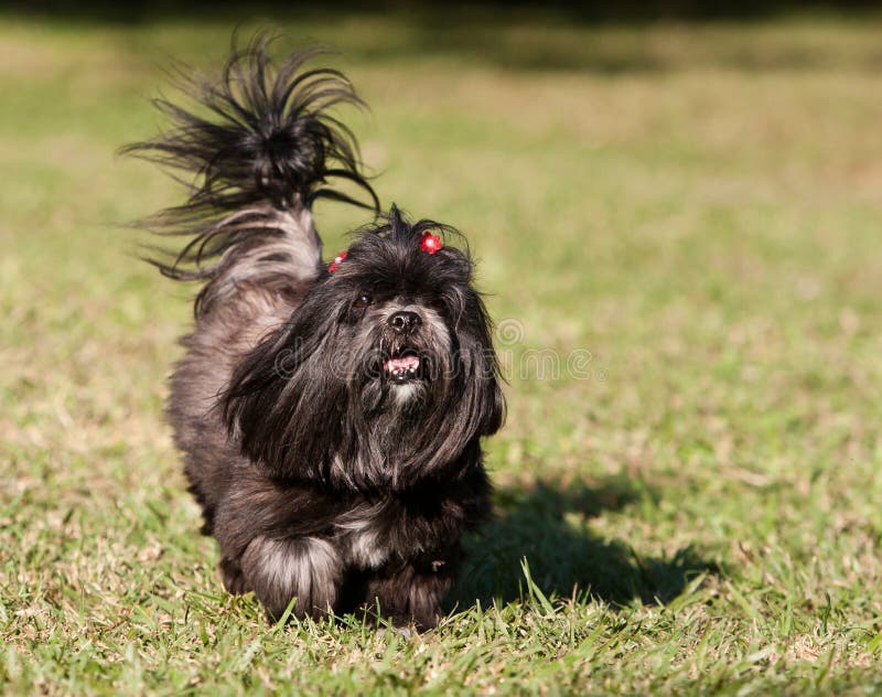 Lhasa apso puppy stock photo. Image of adorable, patio - 8461466