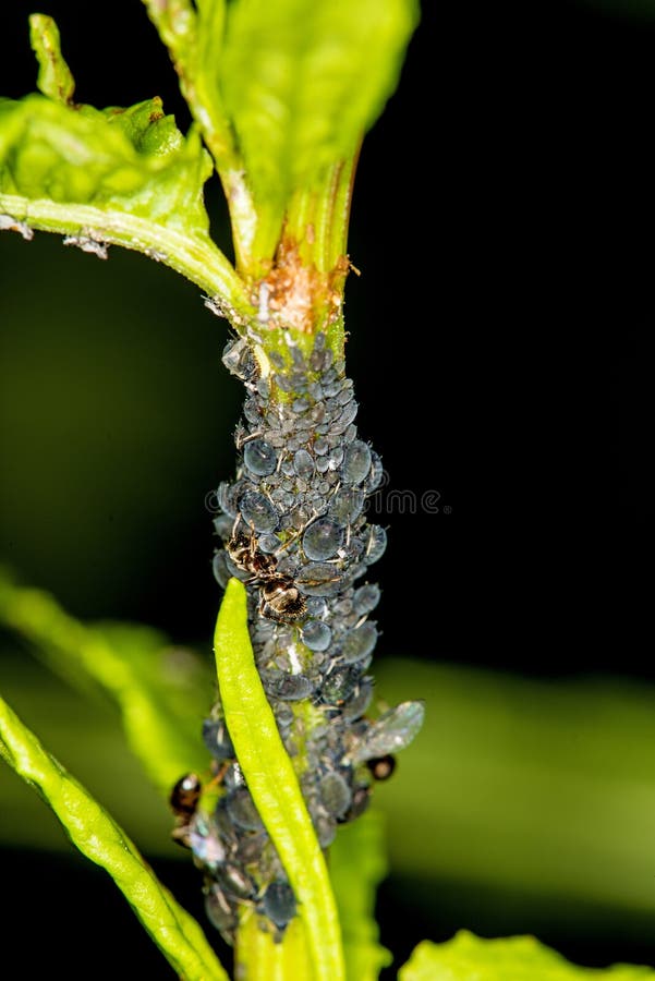 Black Lice and Ants in a Colony Stock Photo - Image of protection, ants ...