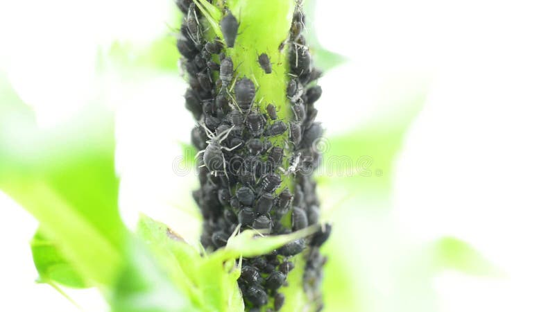 Black Lice, Colony on a Plant Stock Footage - Video of nature, feeding ...