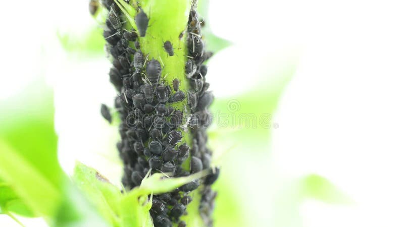 Black Lice, Colony on a Plant Stock Footage - Video of destroying ...