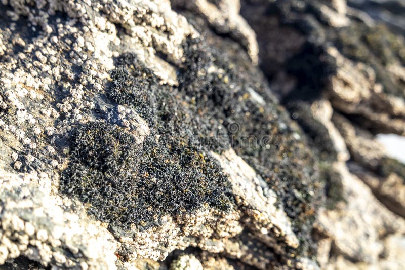 Black Lichen Growing on a Stone at the West Coast of County DOnegal ...