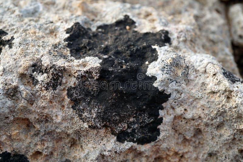 Black lichens on the rock stock image. Image of fruticose - 117326747