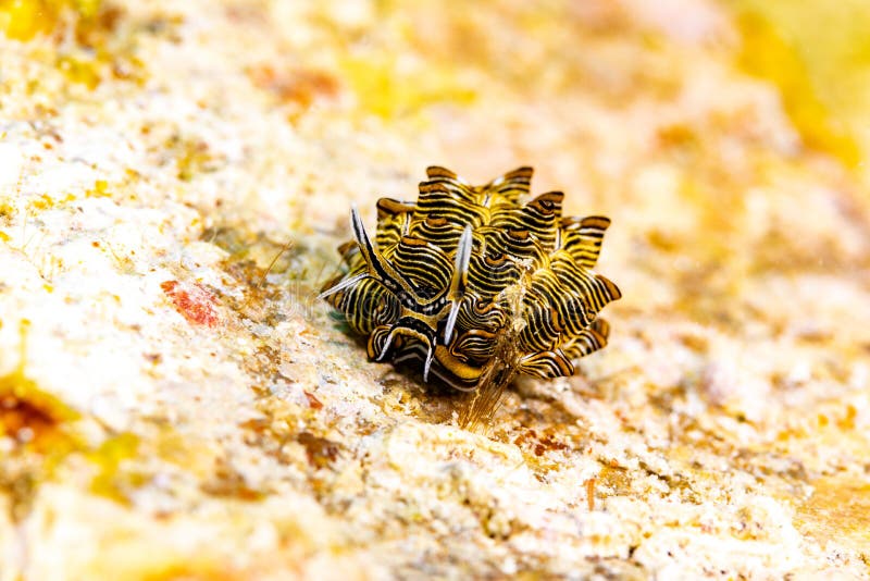 Black Linded Sapsucking Slug , Cyerce Nigra Stock Image - Image of ...