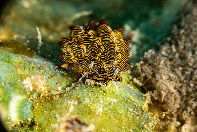 Black Linded Sapsucking Slug , Tiger Butterfly Stock Photo - Image of ...