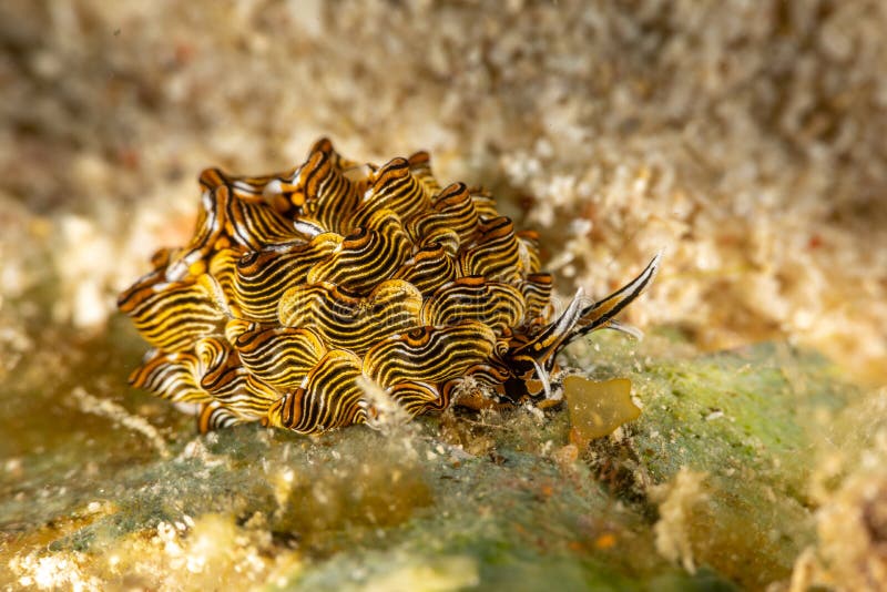 Black Linded Sapsucking Slug , Tiger Butterfly Stock Image - Image of ...
