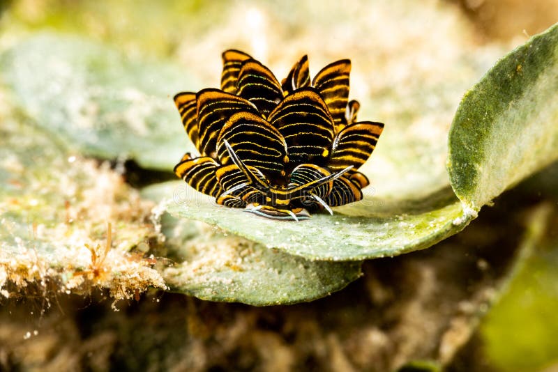 Black Linded Sapsucking Slug , Tiger Butterfly Stock Image - Image of ...