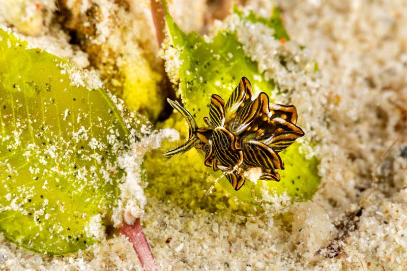 Black Linded Sapsucking Slug , Tiger Butterfly Stock Photo - Image of ...
