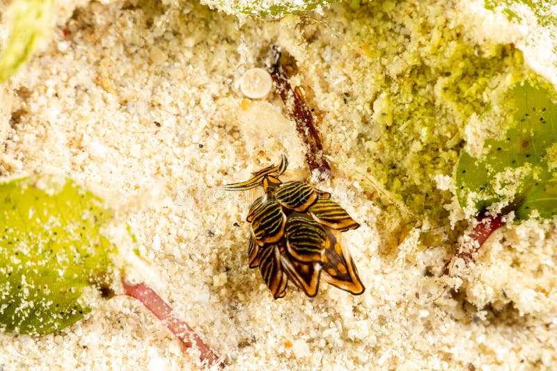 Black Linded Sapsucking Slug , Tiger Butterfly Stock Photo - Image of ...