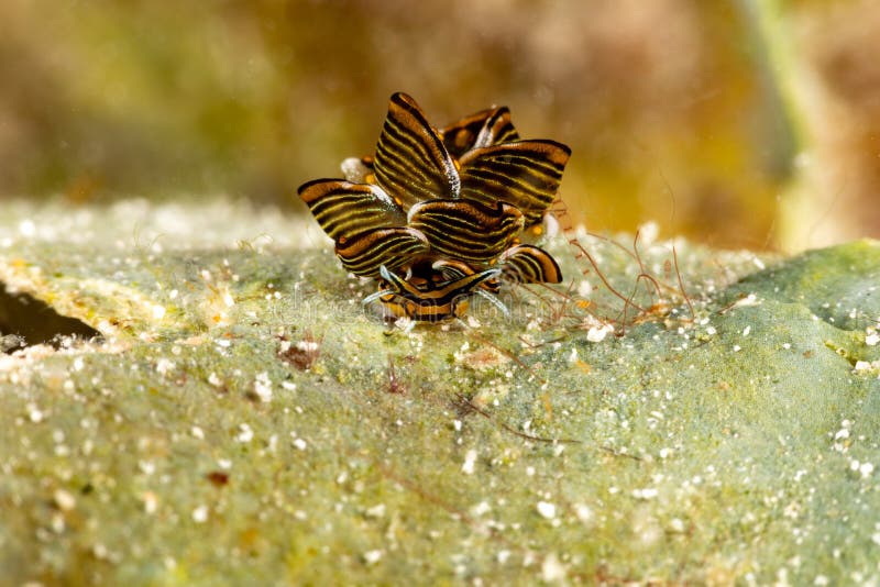 Black Linded Sapsucking Slug , Tiger Butterfly Stock Photo - Image of ...
