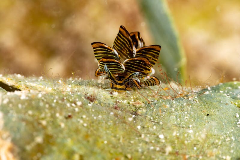 Black Linded Sapsucking Slug , Tiger Butterfly Stock Image - Image of ...