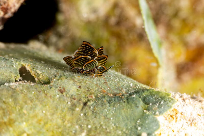 Black Linded Sapsucking Slug , Tiger Butterfly Stock Image - Image of ...
