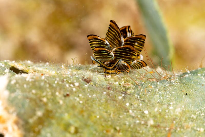 Black Linded Sapsucking Slug , Tiger Butterfly Stock Photo - Image of ...