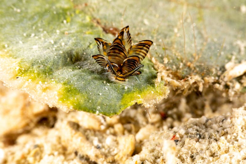 Black Linded Sapsucking Slug , Tiger Butterfly Stock Photo - Image of ...
