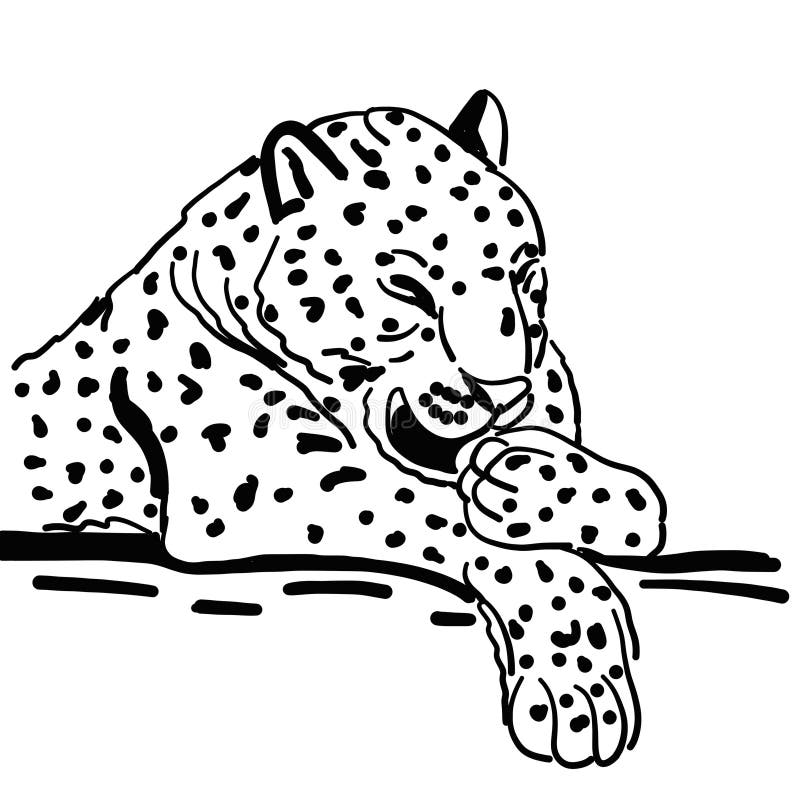 Black Lines Drawing of Leopard Stock Image - Illustration of jungle ...