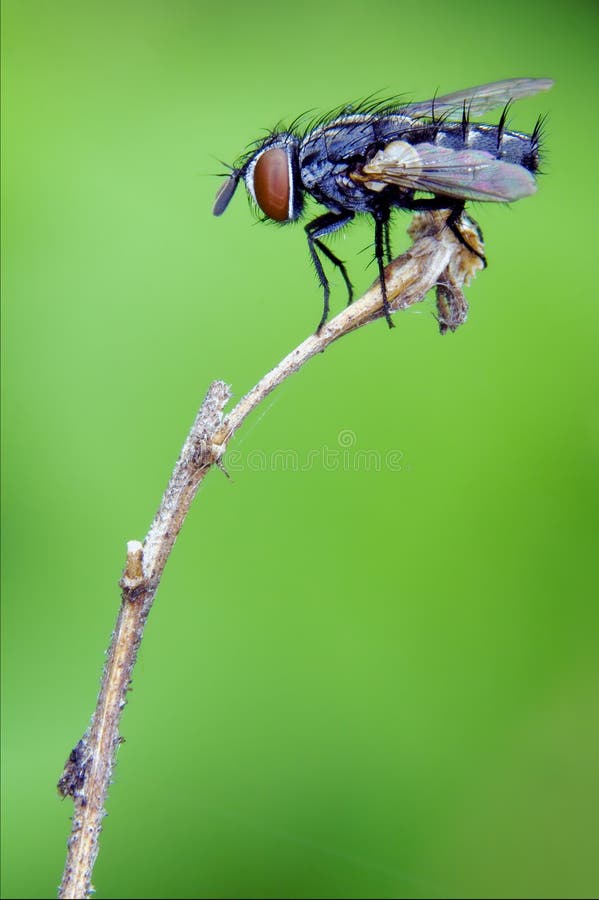 Black little fly stock image. Image of grey, hair, leaf - 30224957