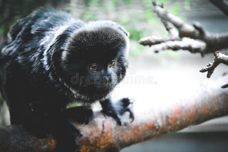 Black little monkey stock image. Image of southamerica - 149615919