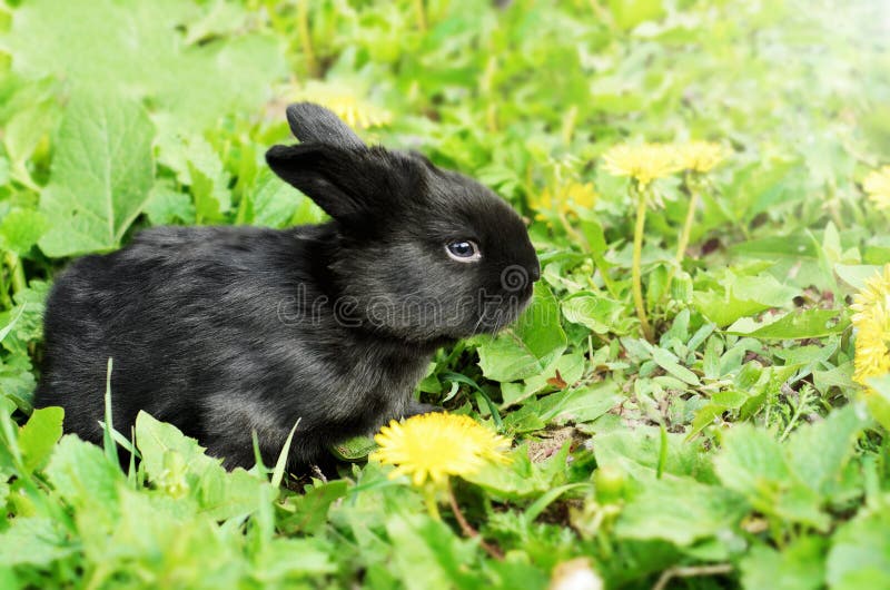 Black rabbit in grass stock image. Image of eating, head - 11056367