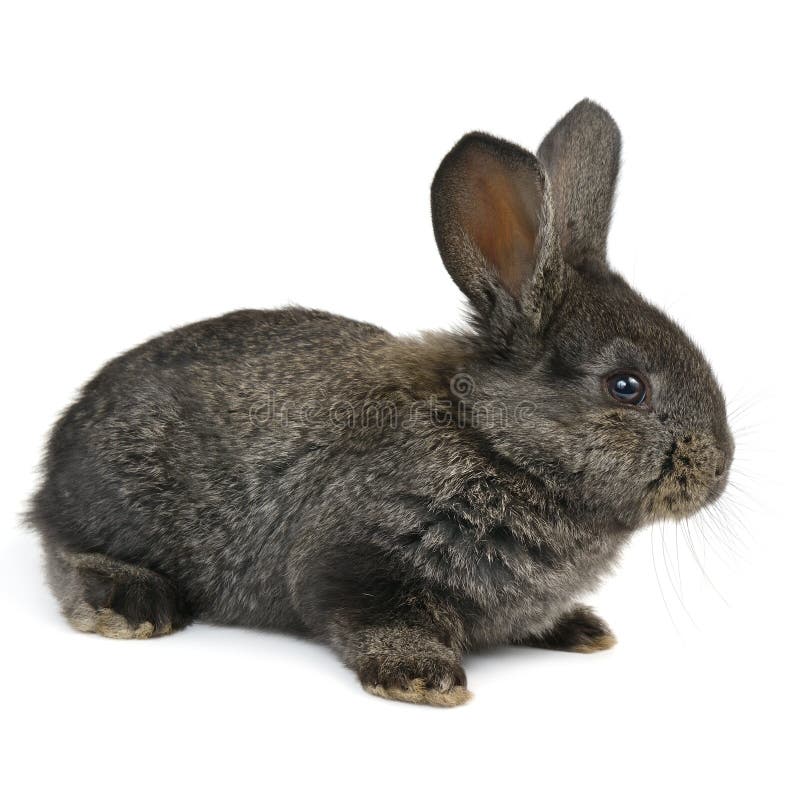 Grey big rabbit stock image. Image of grey, soft, wildlife - 13829481