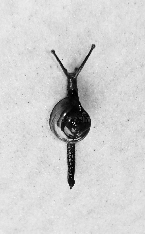 Black little snail stock photo. Image of little, beautiful - 191183310