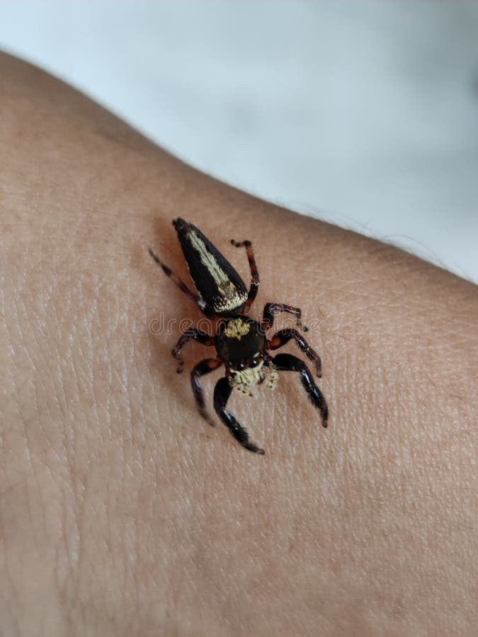 An Black Spider on the Skin Stock Image - Image of black, spider: 263265253