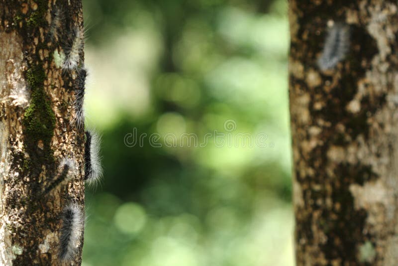 Black Little Worm Have White Hair on Tree Stock Photo - Image of food ...
