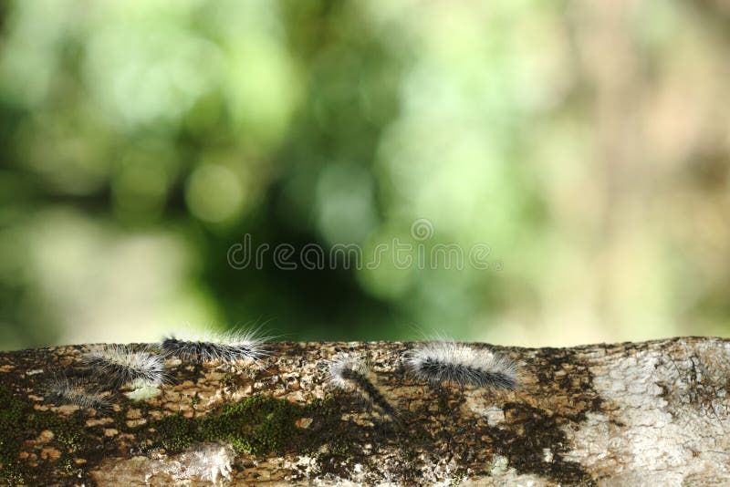 Black Little Worm Have White Hair on Tree Stock Image - Image of ...