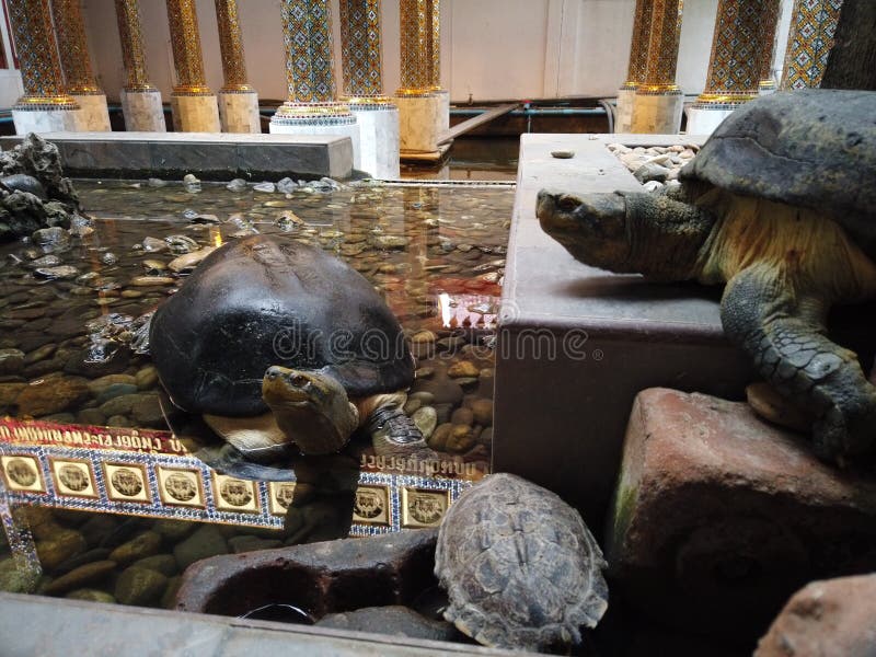 The Black Local Turtle in the Small Pond Stock Photo - Image of local ...