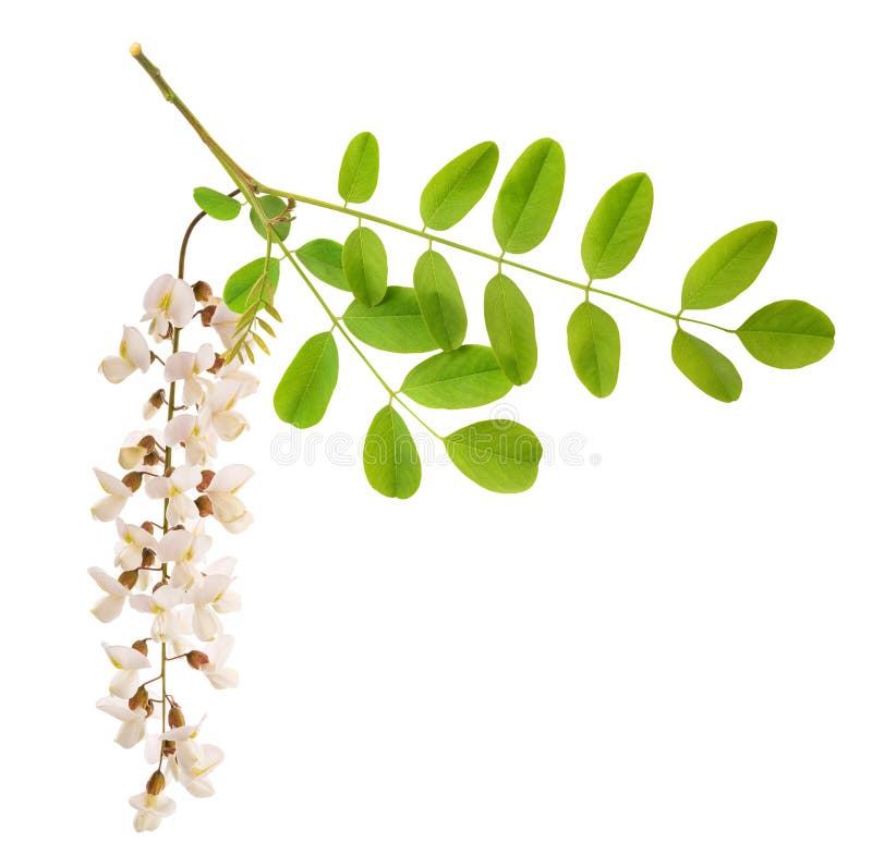 Black Locust Branch and Flowers Stock Photo - Image of branch, sprig ... Black Locust Branch and Flowers Stock Photo - Image of branch, sprig ...