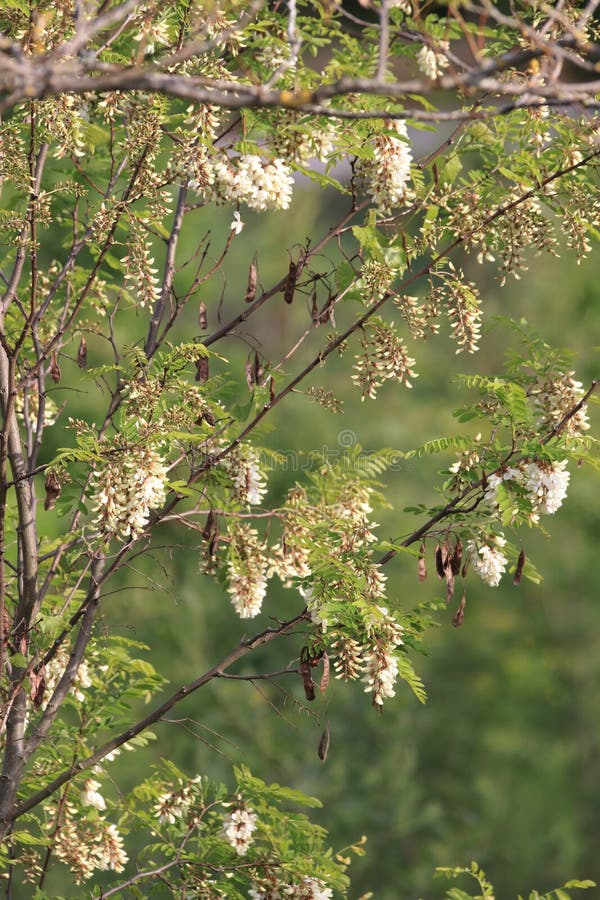 Black Locust Flower on Tree or False Acacia in Spring Stock Photo ...