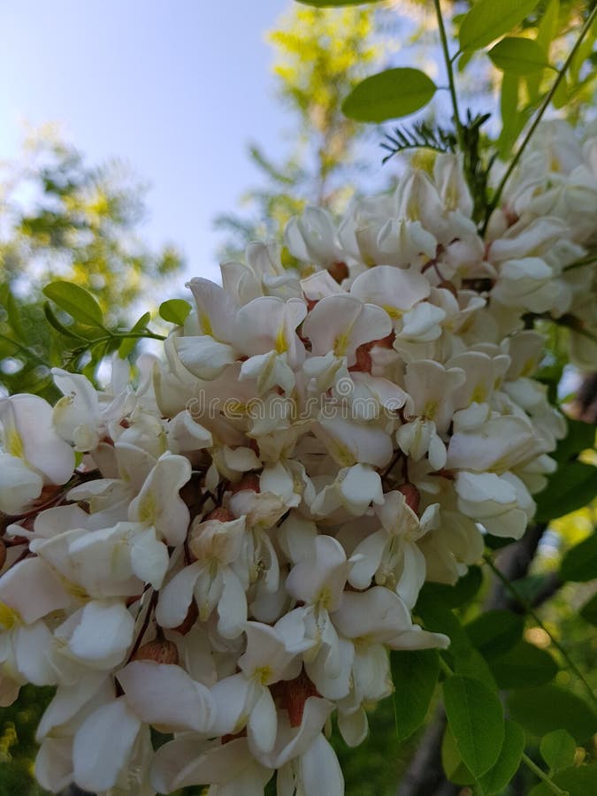 Black Locust Flowers Closeup Macro Stock Photo - Image of black, spring ...