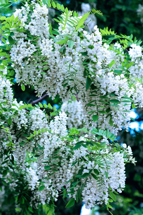 Black locust flowers stock image. Image of false, hanging - 55999909