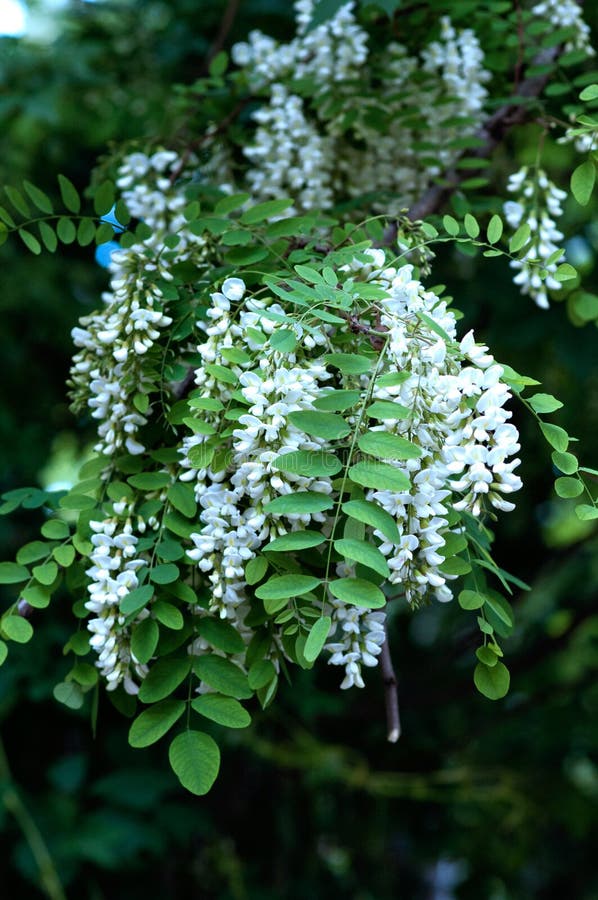 Black locust seeds stock photo. Image of traditional - 61282546