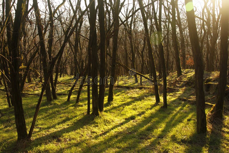 A Black Locust Forest Covered in Moss Stock Image - Image of plant ...