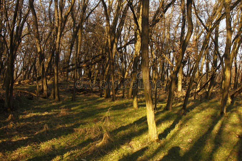 A Black Locust Forest Covered in Moss Stock Photo - Image of grass ...