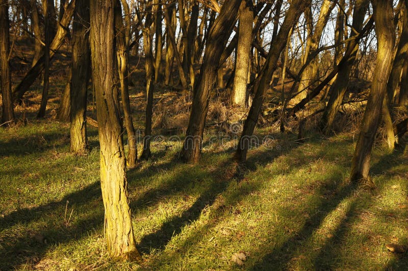 A Black Locust Forest Covered in Moss Stock Image - Image of autumn ...