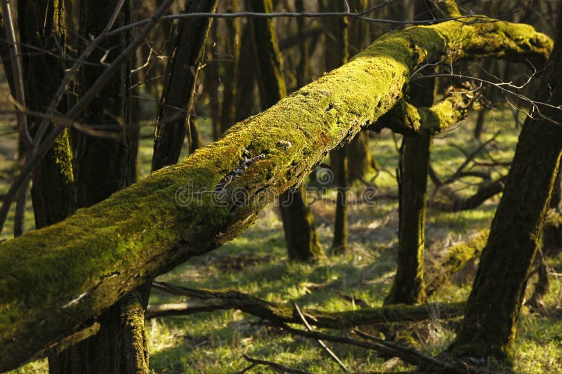 A Black Locust Forest Covered in Moss Stock Image - Image of green ...