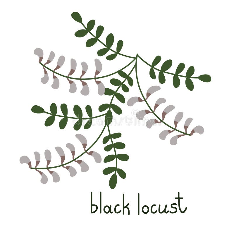 Black locust illustration stock vector. Illustration of branch - 305664157